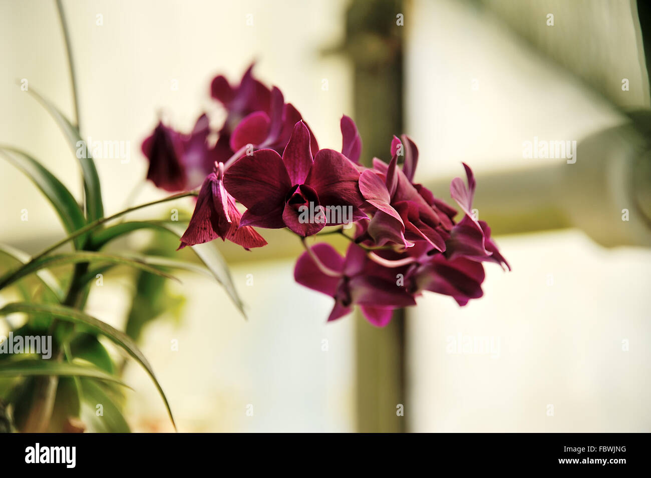 Dendrobium arten hi-res stock photography and images - Alamy
