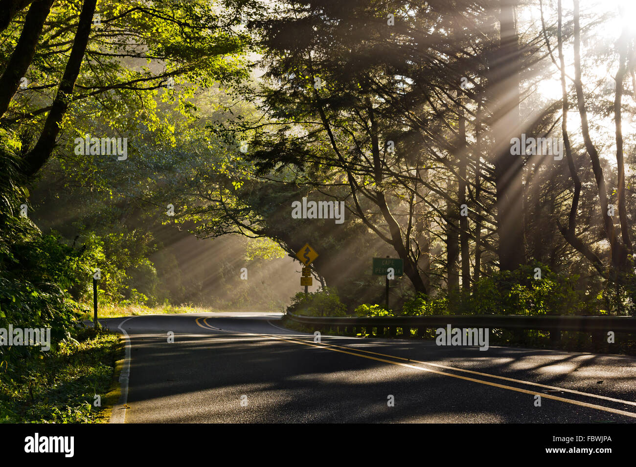 Sun through canopy hi-res stock photography and images - Alamy