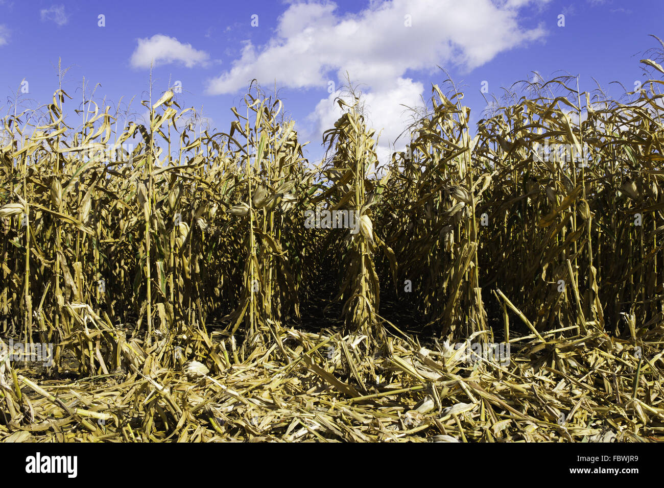 Corn field in the fall during harvest Stock Photo - Alamy