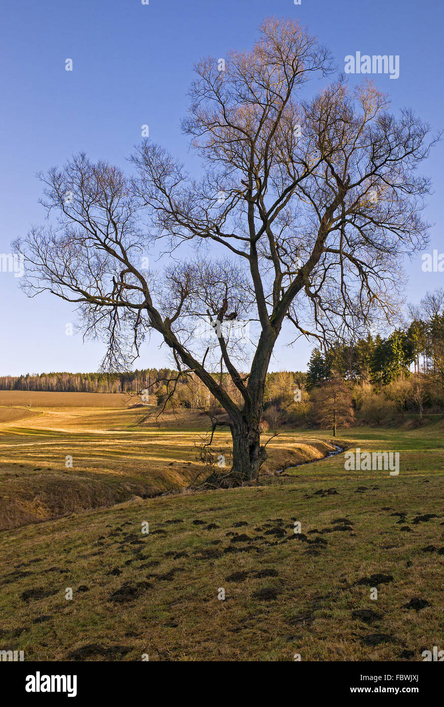 Scenery wiesen hi-res stock photography and images - Alamy