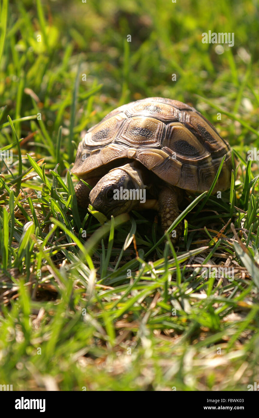 Little cute turtle Stock Photo - Alamy