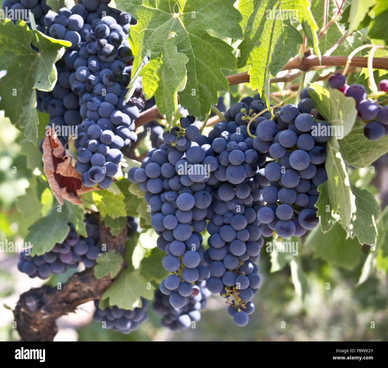 Red Grapes on the Vine Stock Photo - Alamy