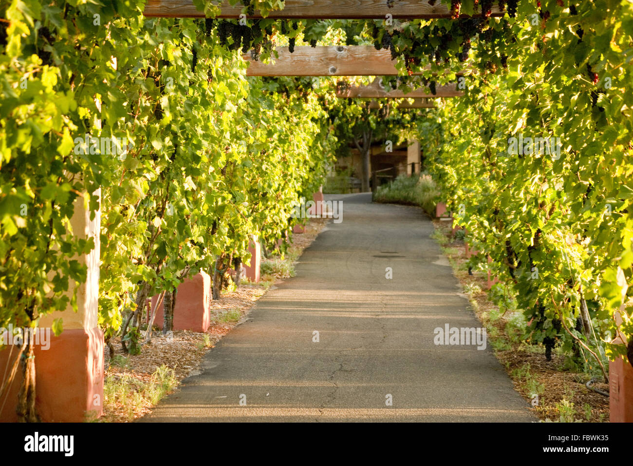 Arbor at Winery Vineyard Stock Photo - Alamy