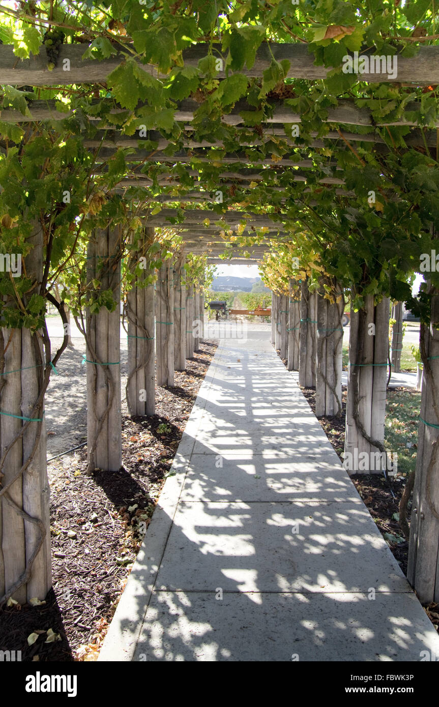 Trellis in a Vineyard Stock Photo - Alamy