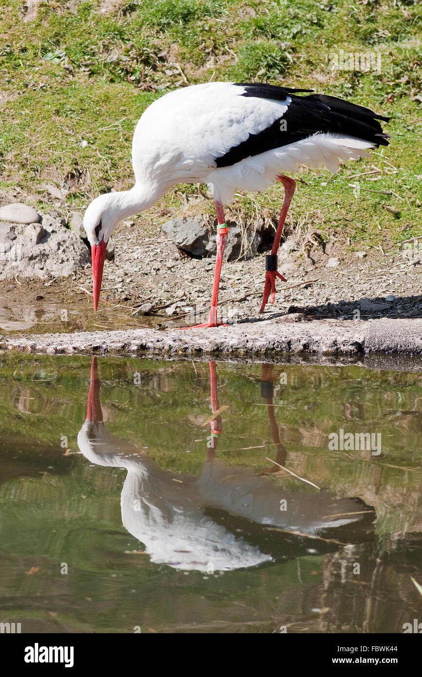 Stork wading in water hi-res stock photography and images - Alamy