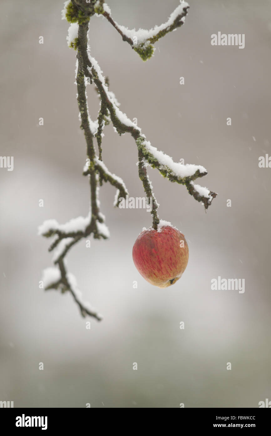 Winter apfel hi-res stock photography and images - Alamy