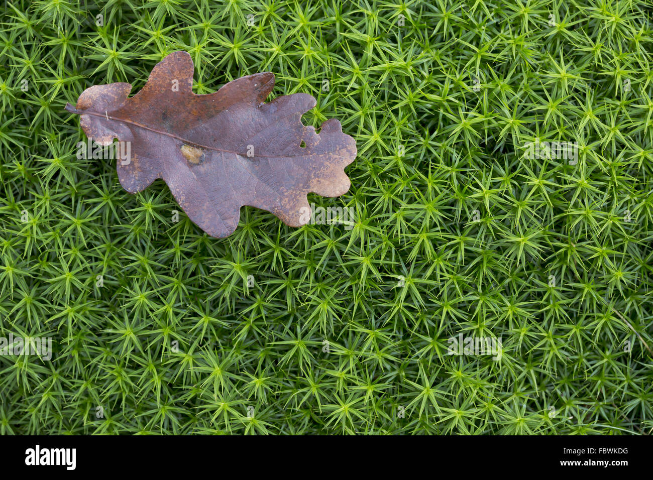 Cap moss hi-res stock photography and images - Alamy