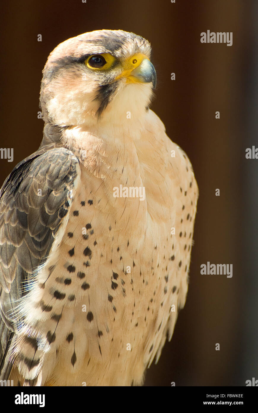 Peregrines Falcon High Resolution Stock Photography and Images - Alamy