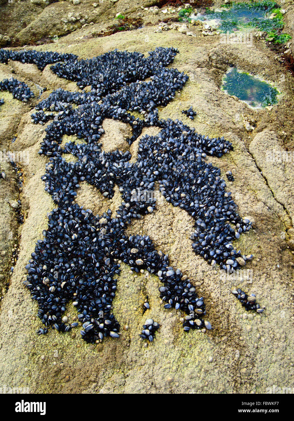 Such as mollusc shells or coralline algae hi-res stock photography and ...