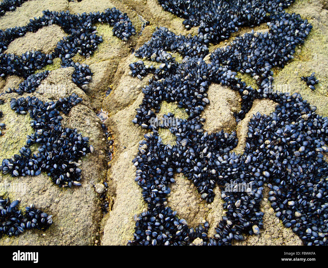 Pfahlmuscheln hi-res stock photography and images - Alamy