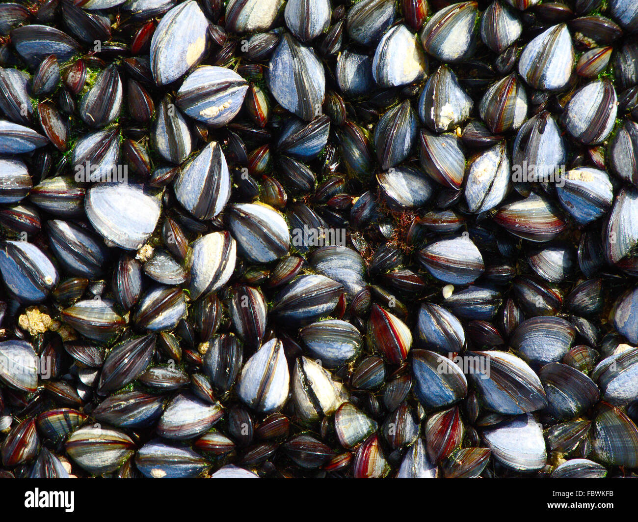 Muschelbank hi-res stock photography and images - Alamy