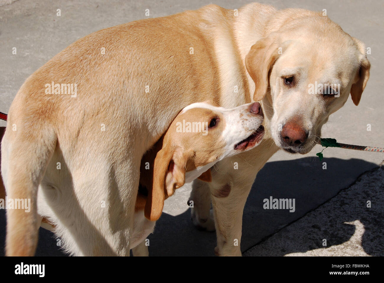Two dogs kiss hi-res stock photography and images - Alamy