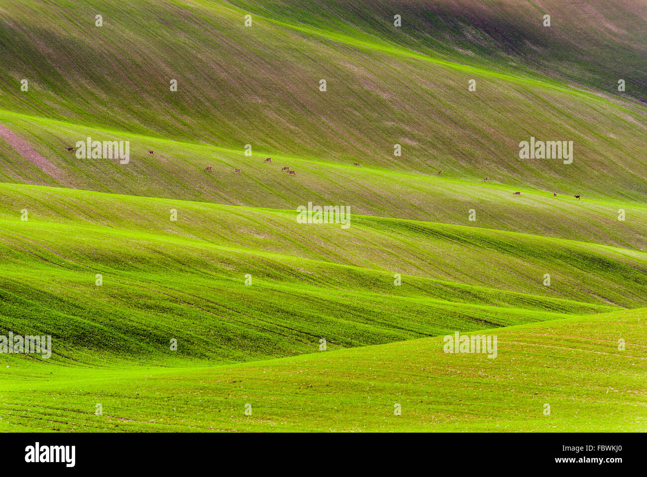 Czech countryside, south Moravia Stock Photo - Alamy