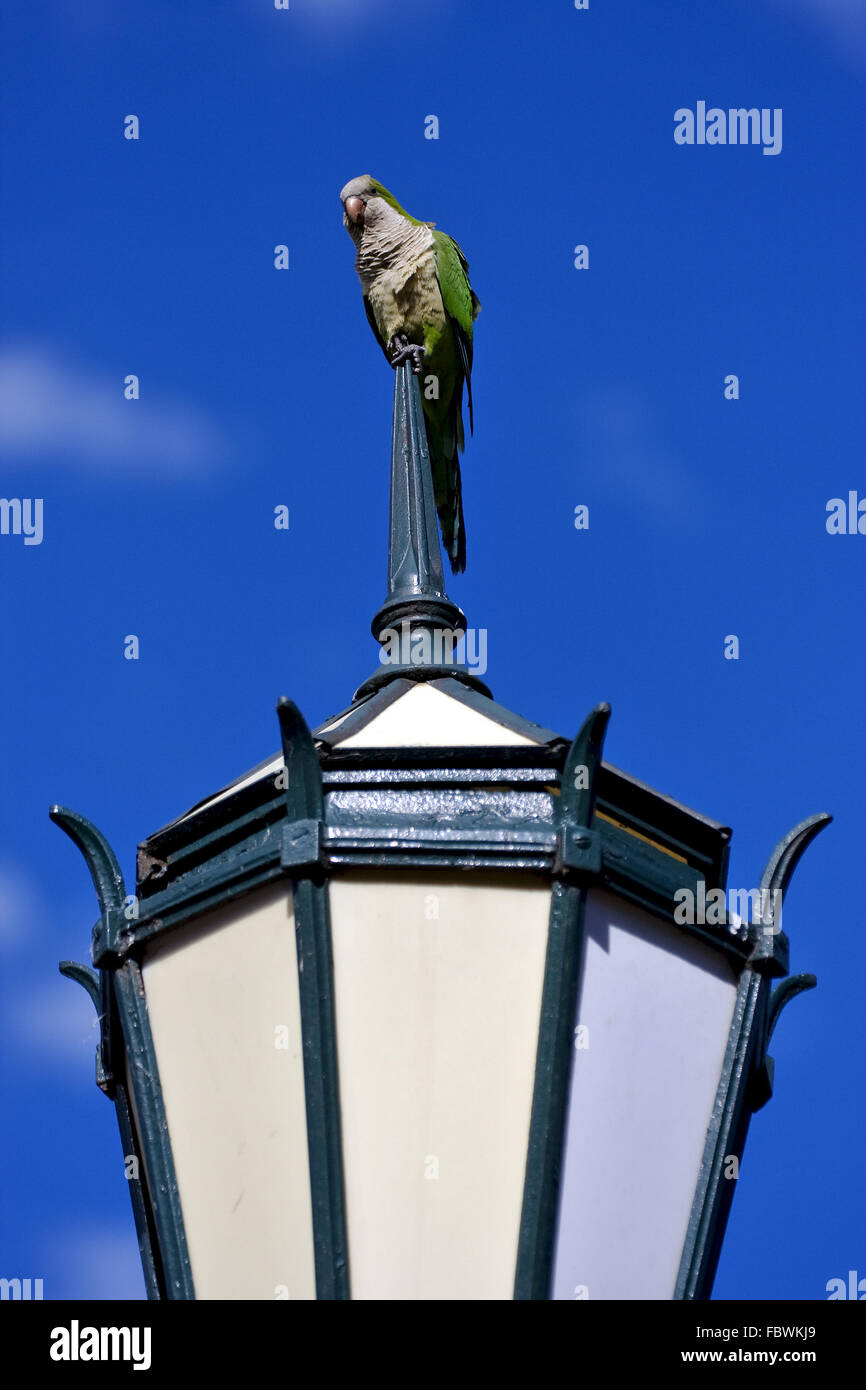 parrot and clouds Stock Photo - Alamy