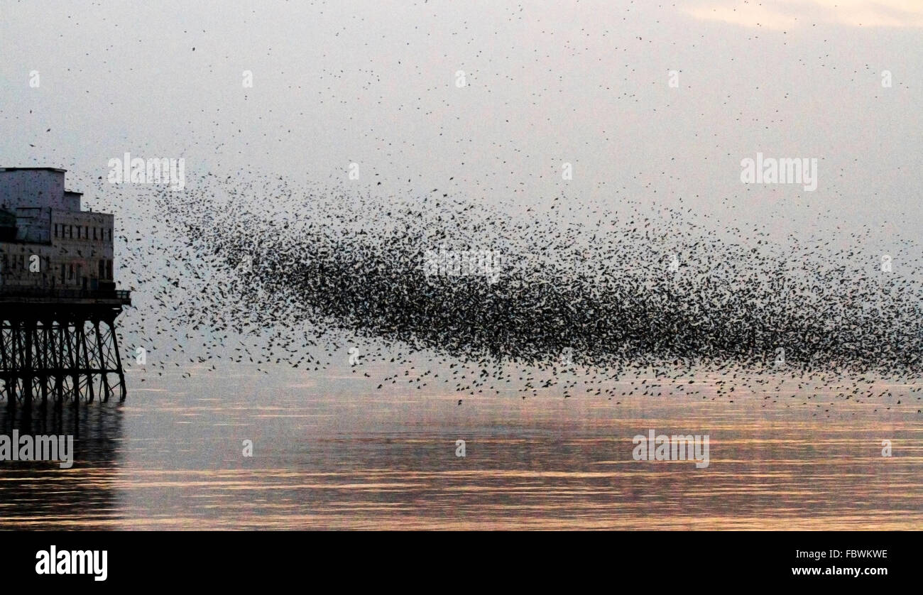 Starling murmuration, birds in flight flying at Blackpool, Lancashire ...