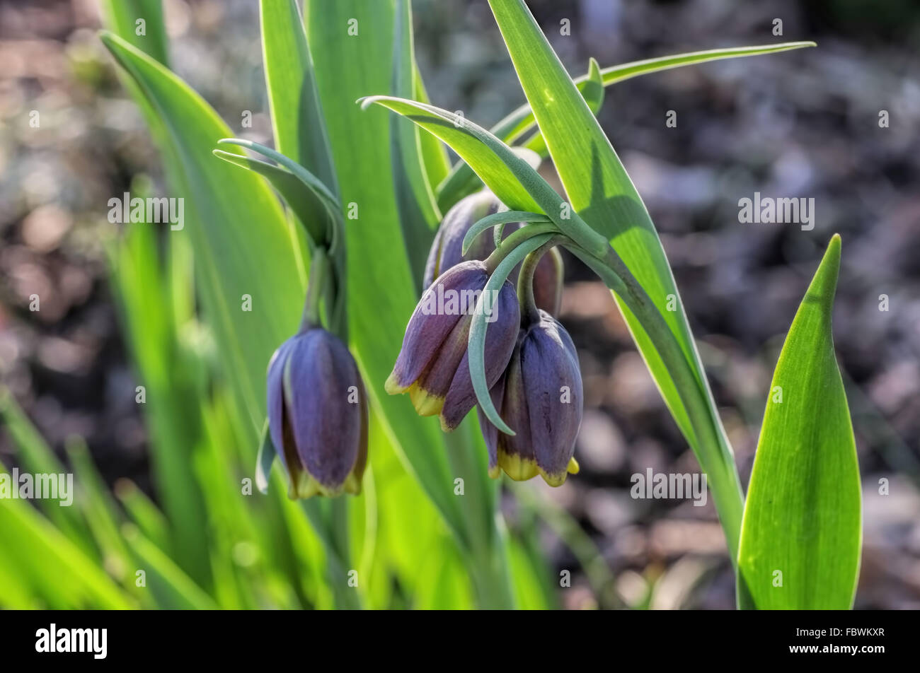 Schachblume - Chess Flower 07 Stock Photo - Alamy