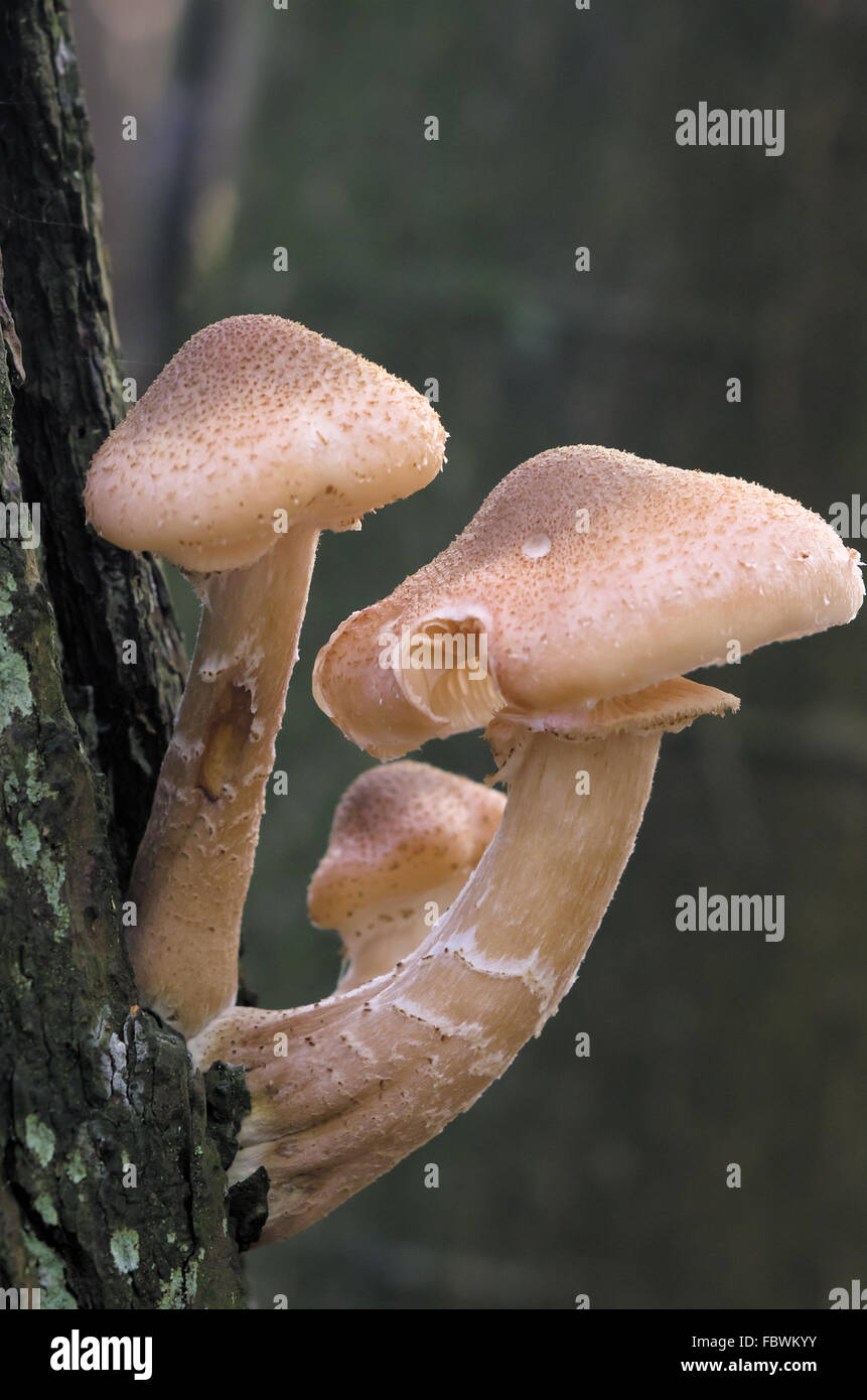 Armillaria solidipes hi-res stock photography and images - Alamy
