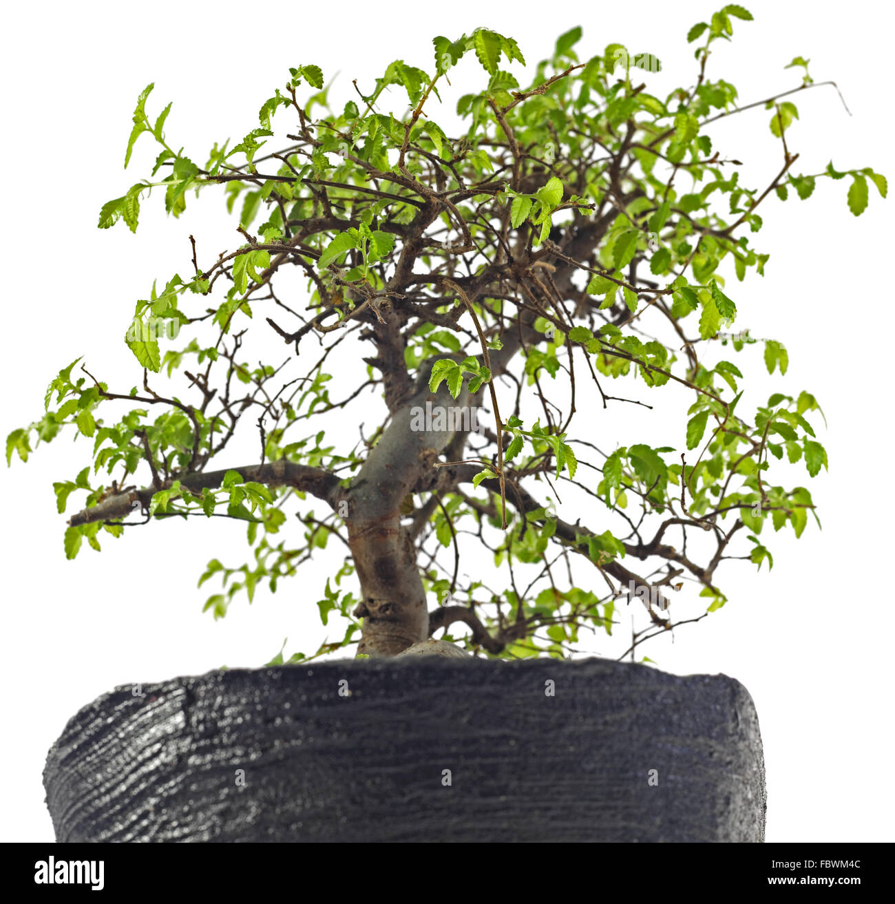 Bonsai from the frog perspective Stock Photo - Alamy