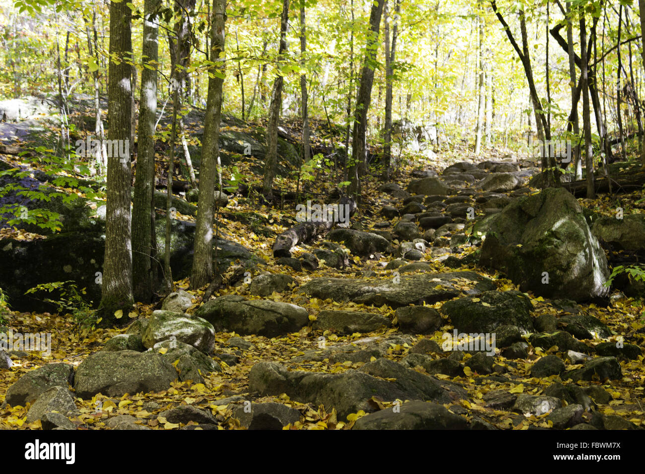 Stone pathway forest hi-res stock photography and images - Alamy