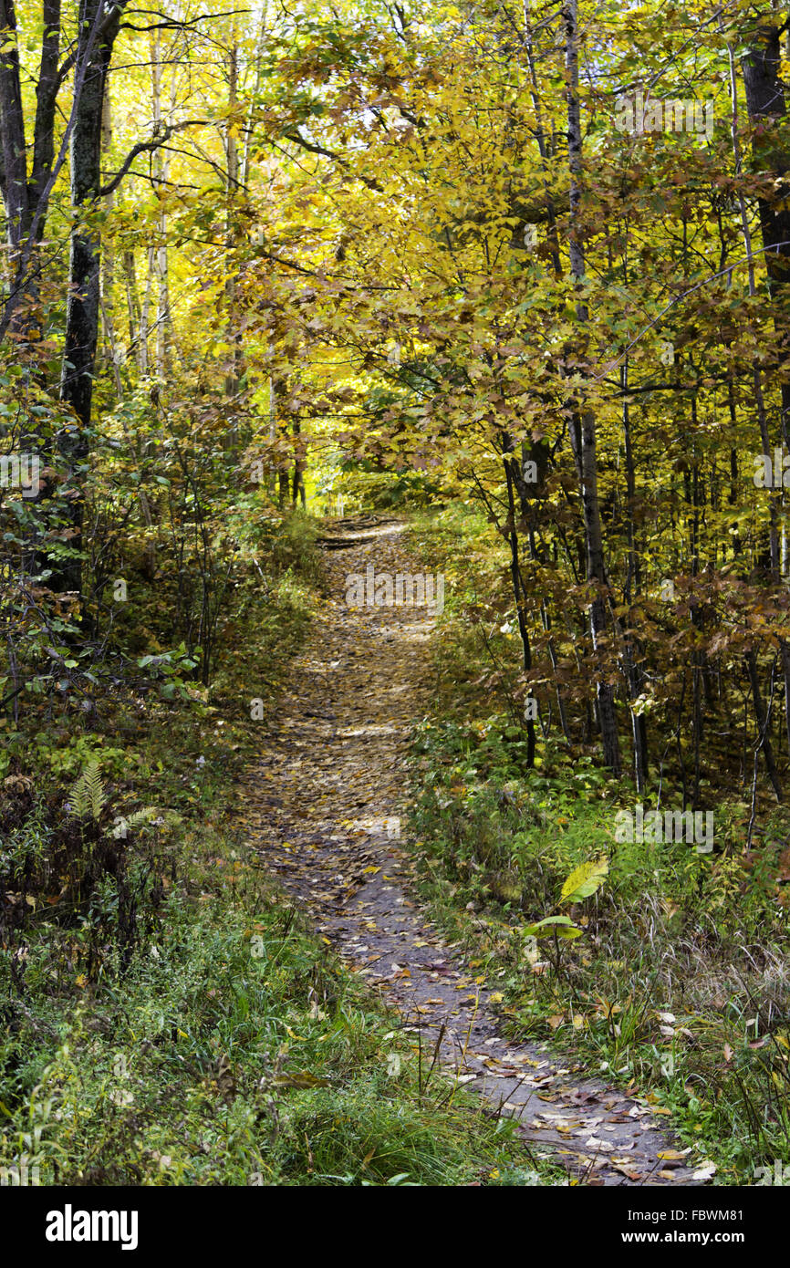 Trail in the forest Stock Photo - Alamy
