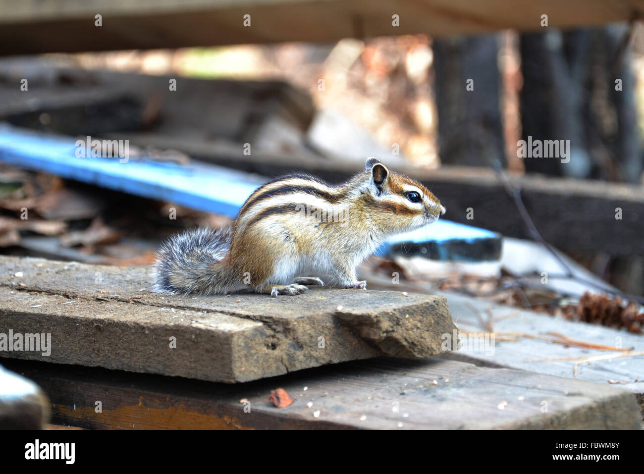 Cheerful chipmunk hi-res stock photography and images - Alamy
