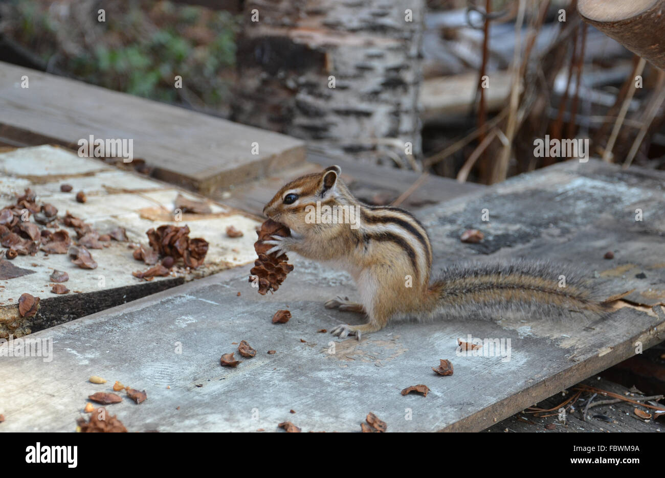 Chipmunk full cheeks hi-res stock photography and images - Alamy
