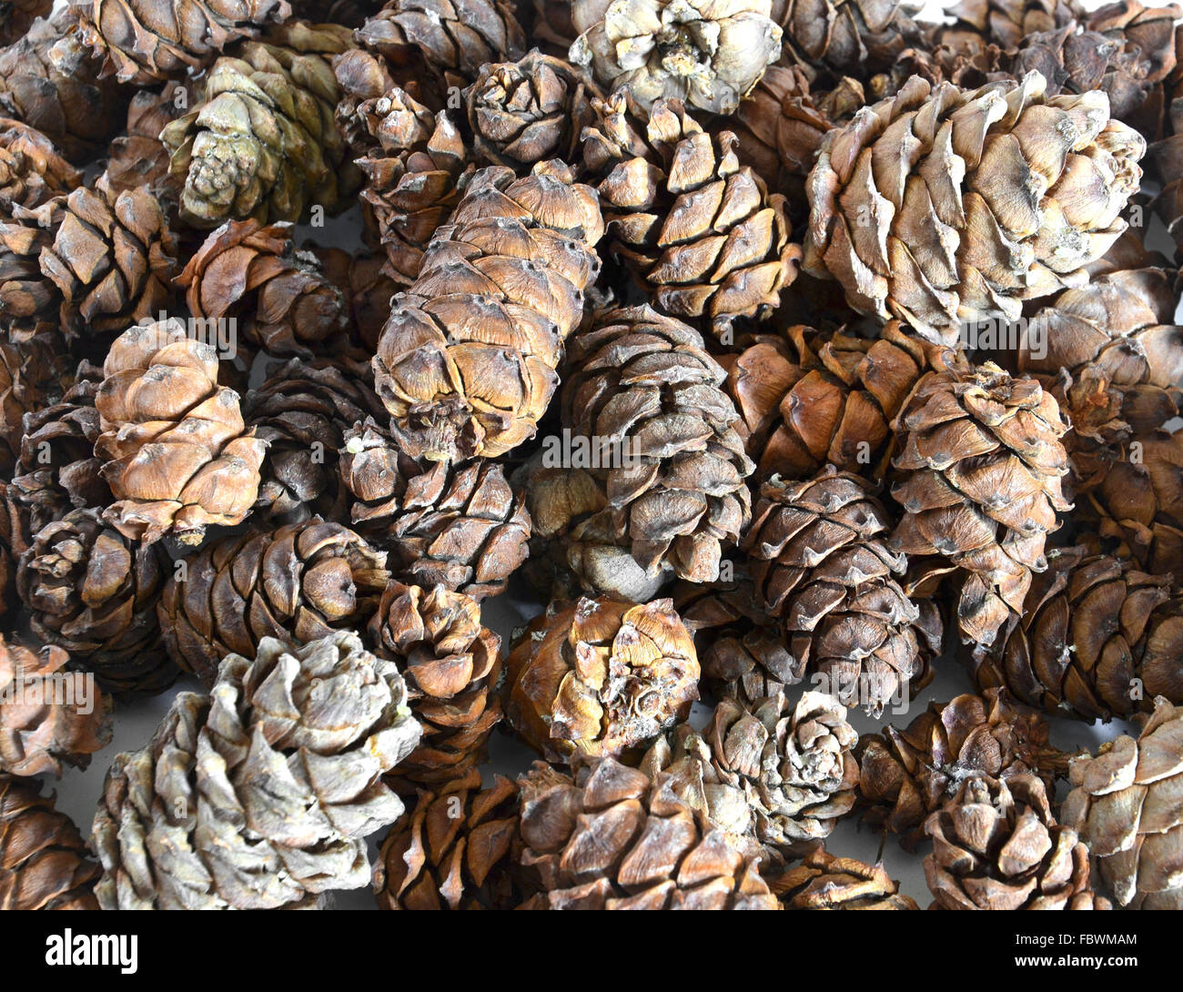 Cedar cones hi-res stock photography and images - Alamy