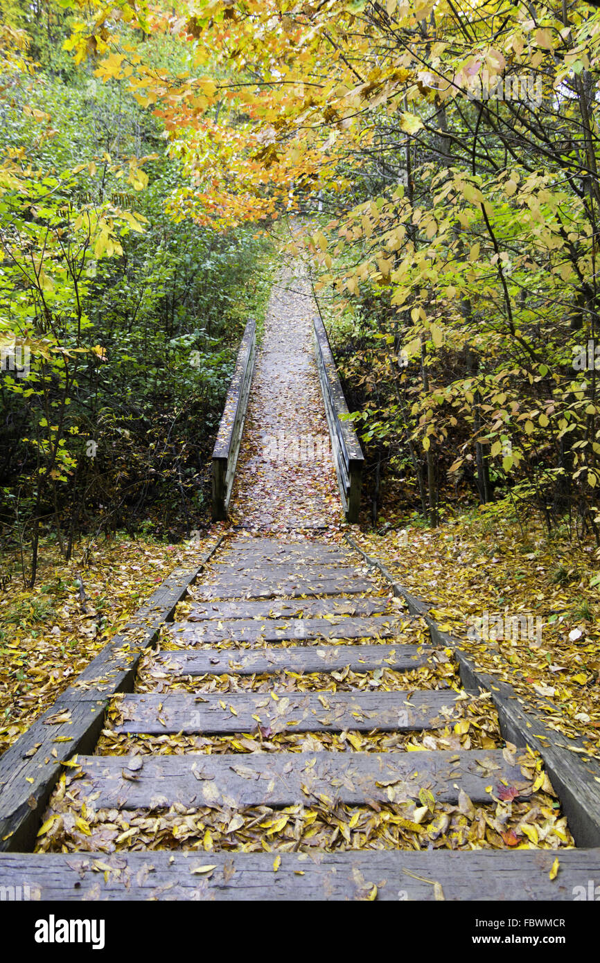 Woodland wooden steps hi-res stock photography and images - Alamy