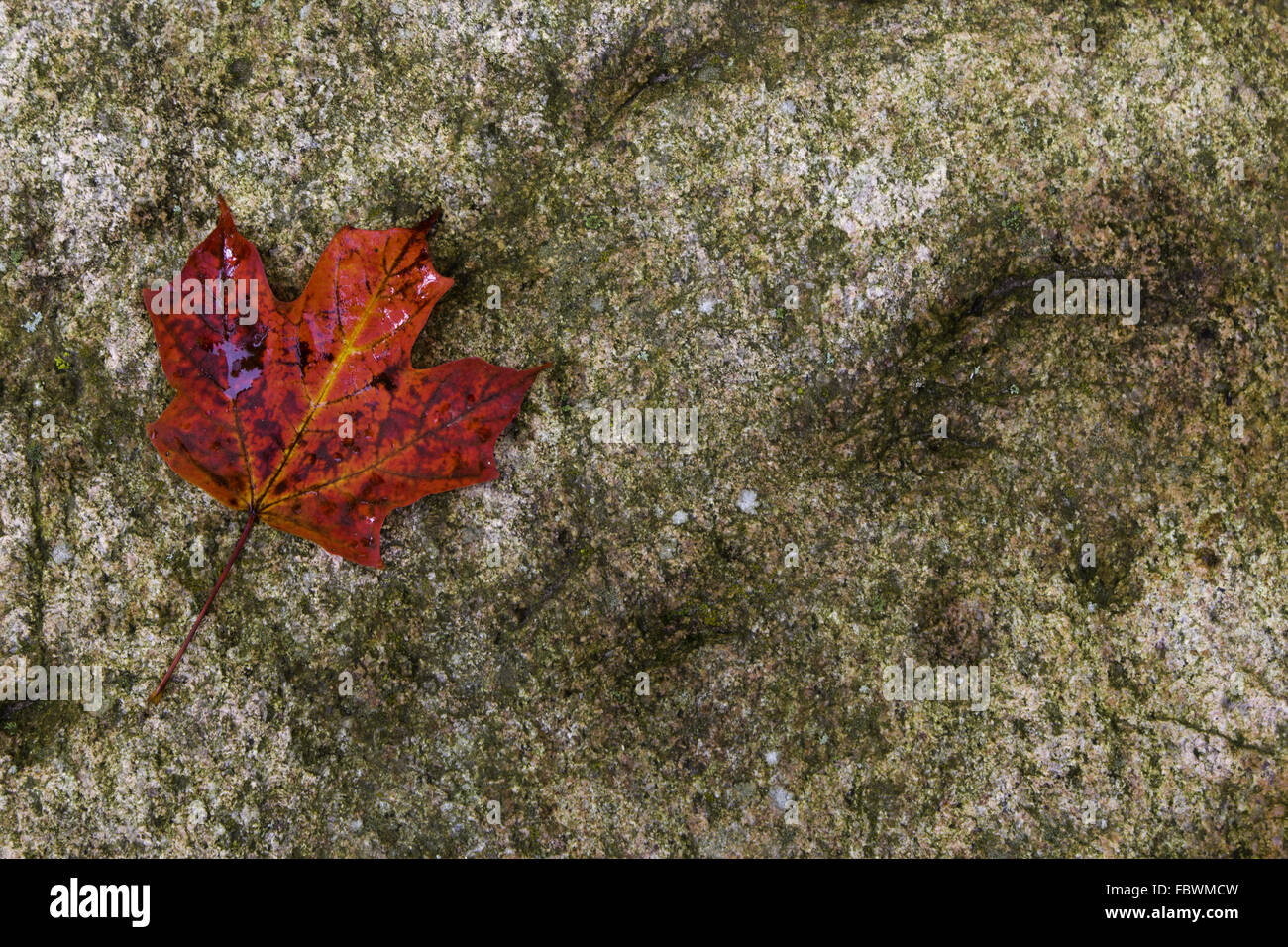 Red maple leaf on a rock - background Stock Photo - Alamy