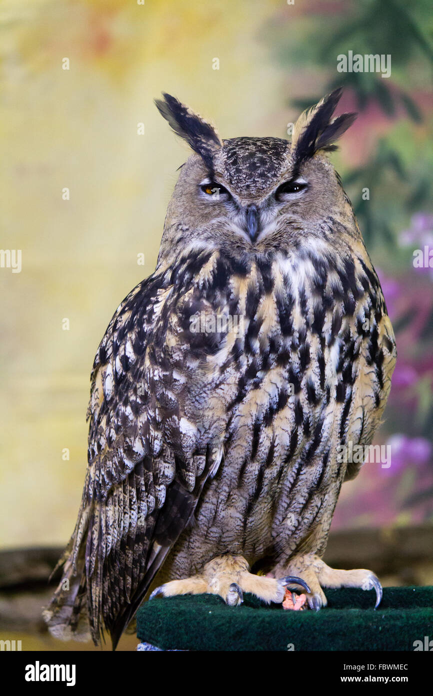 Eagle_owl hi-res stock photography and images - Alamy