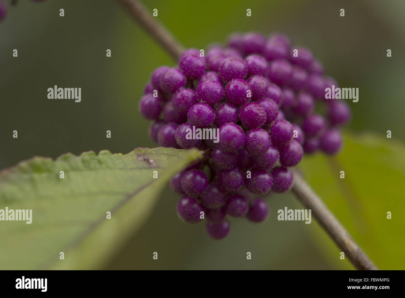 Bodinier hi-res stock photography and images - Alamy