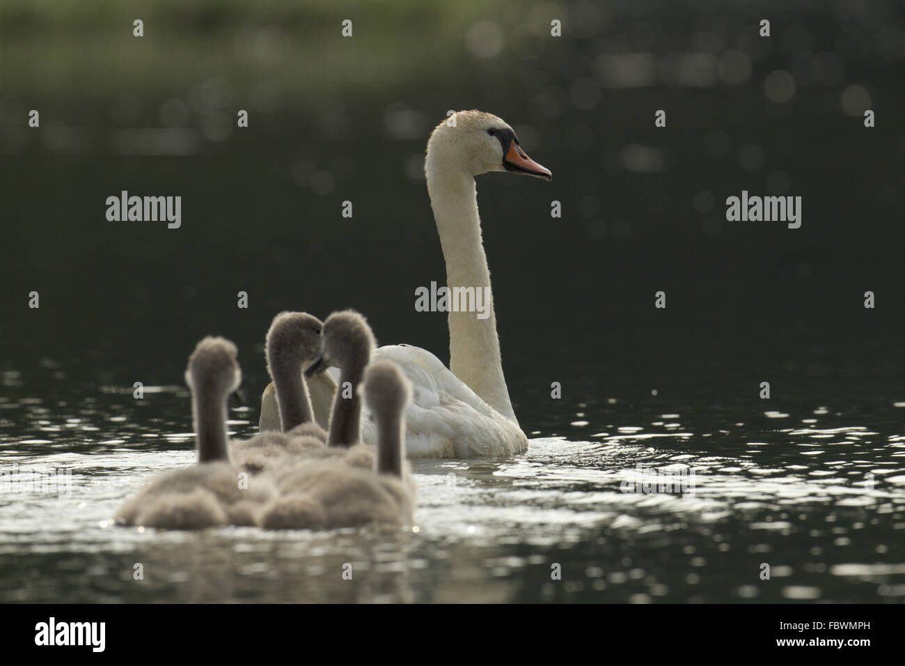 Mute Swan, Cygnus olor Stock Photo - Alamy
