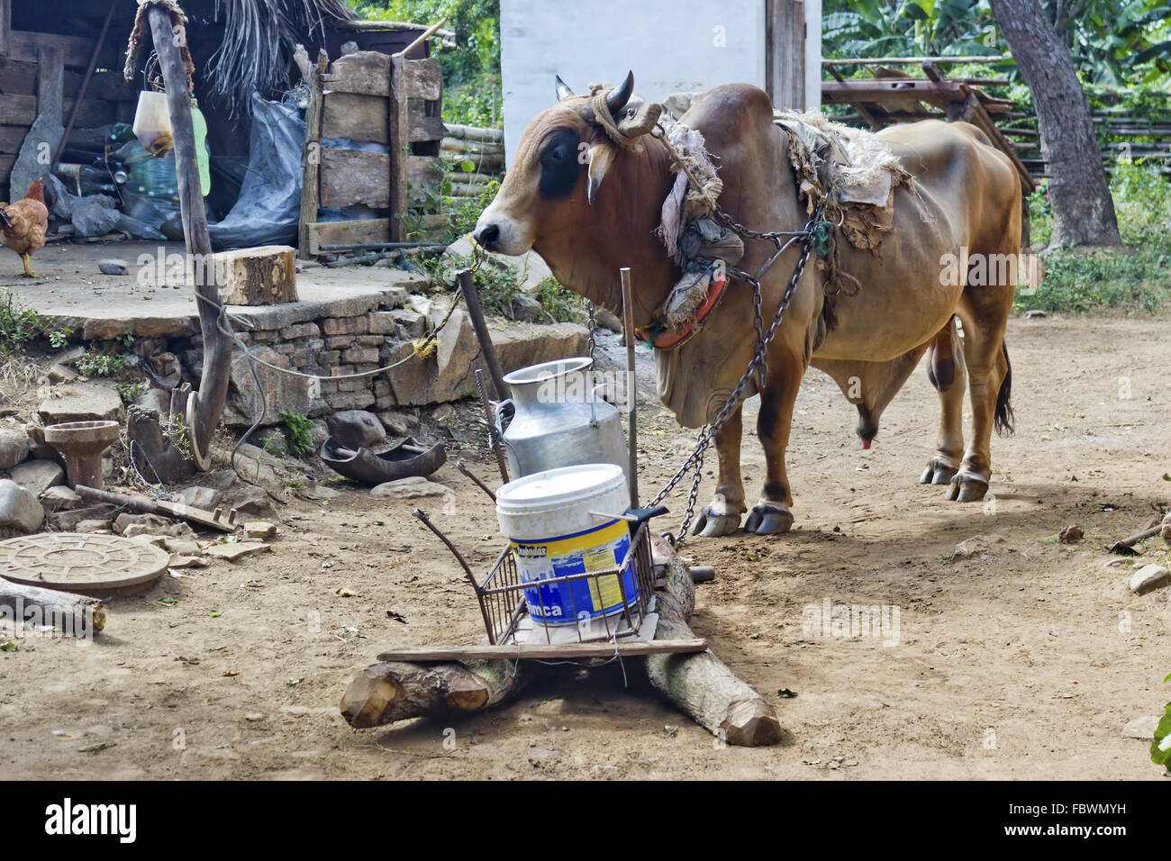 Ox at a farm Stock Photo - Alamy