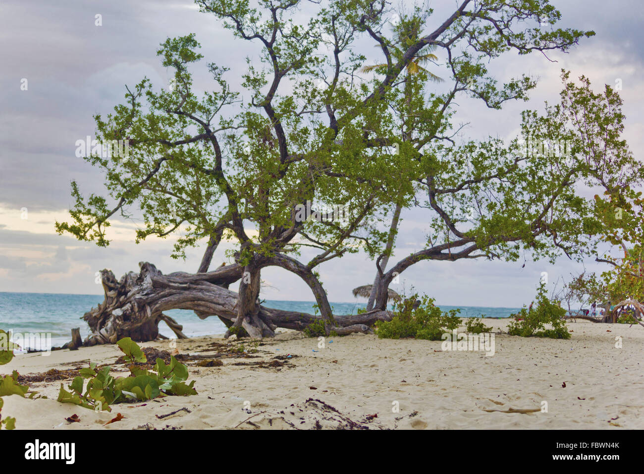 Cuba trees hi-res stock photography and images - Alamy