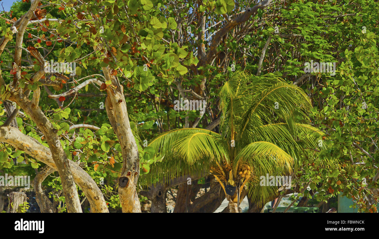 Plants and trees at the beach Stock Photo - Alamy