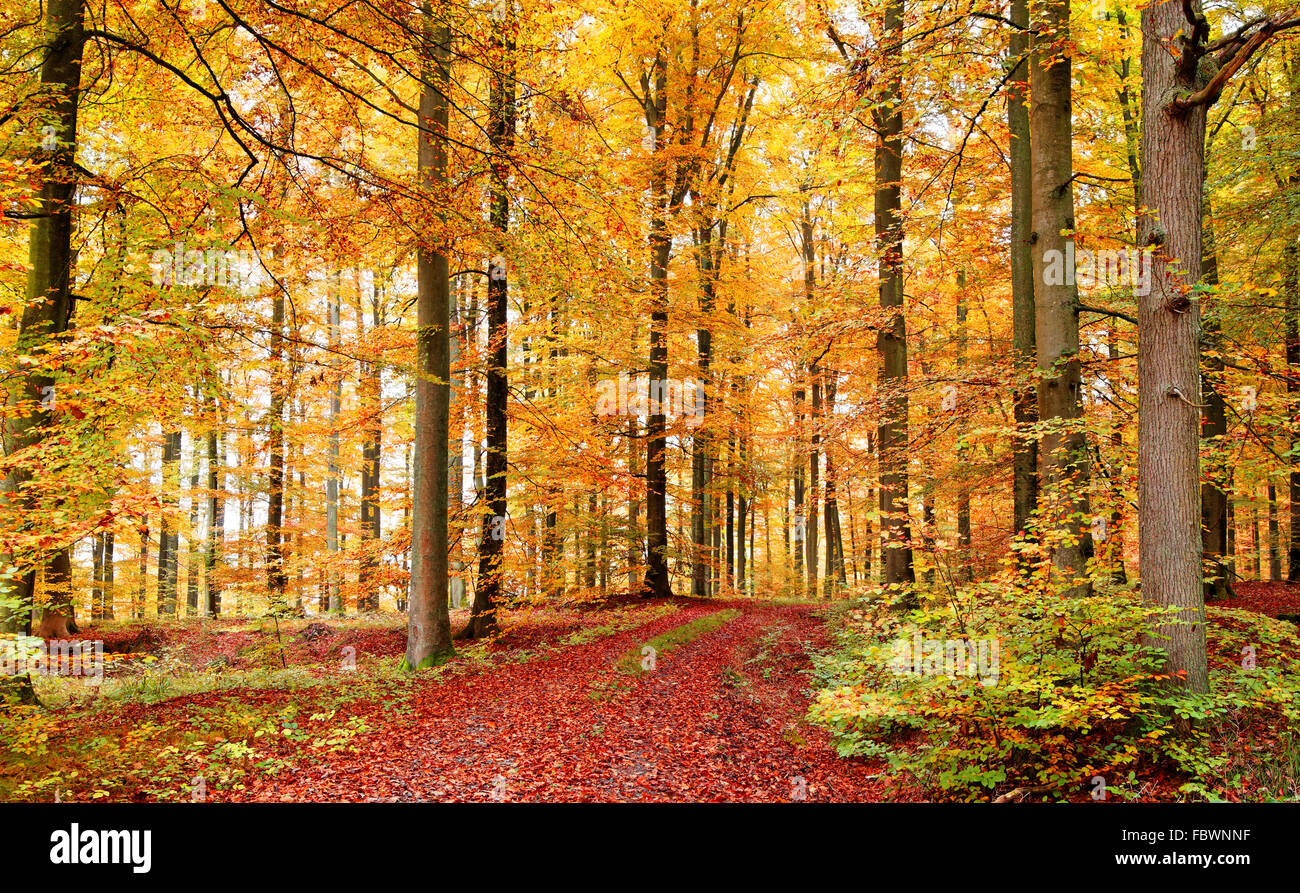 Goldener october hi-res stock photography and images - Alamy