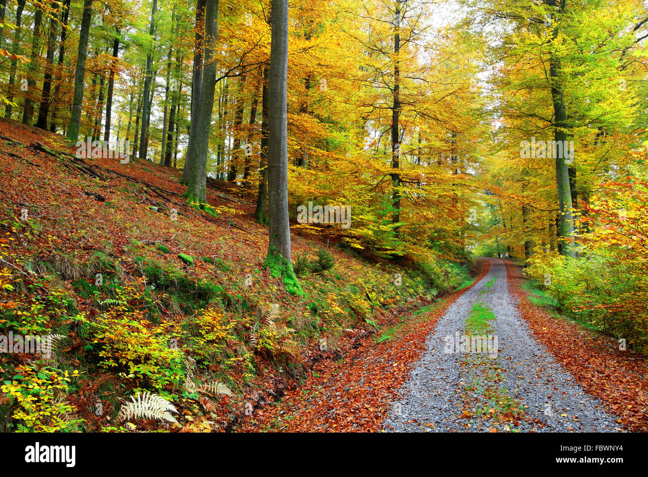 Licht beech hi-res stock photography and images - Alamy