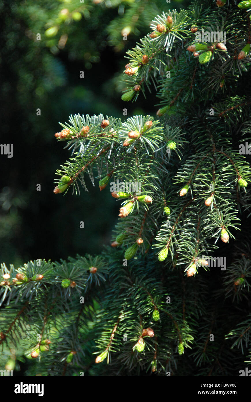 Fresh spruce tips hi-res stock photography and images - Alamy