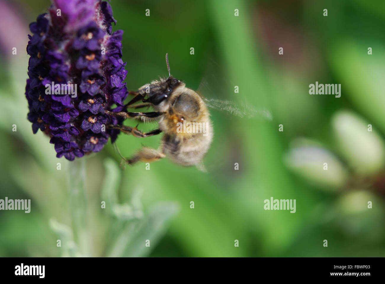 Bee worker hi-res stock photography and images - Alamy