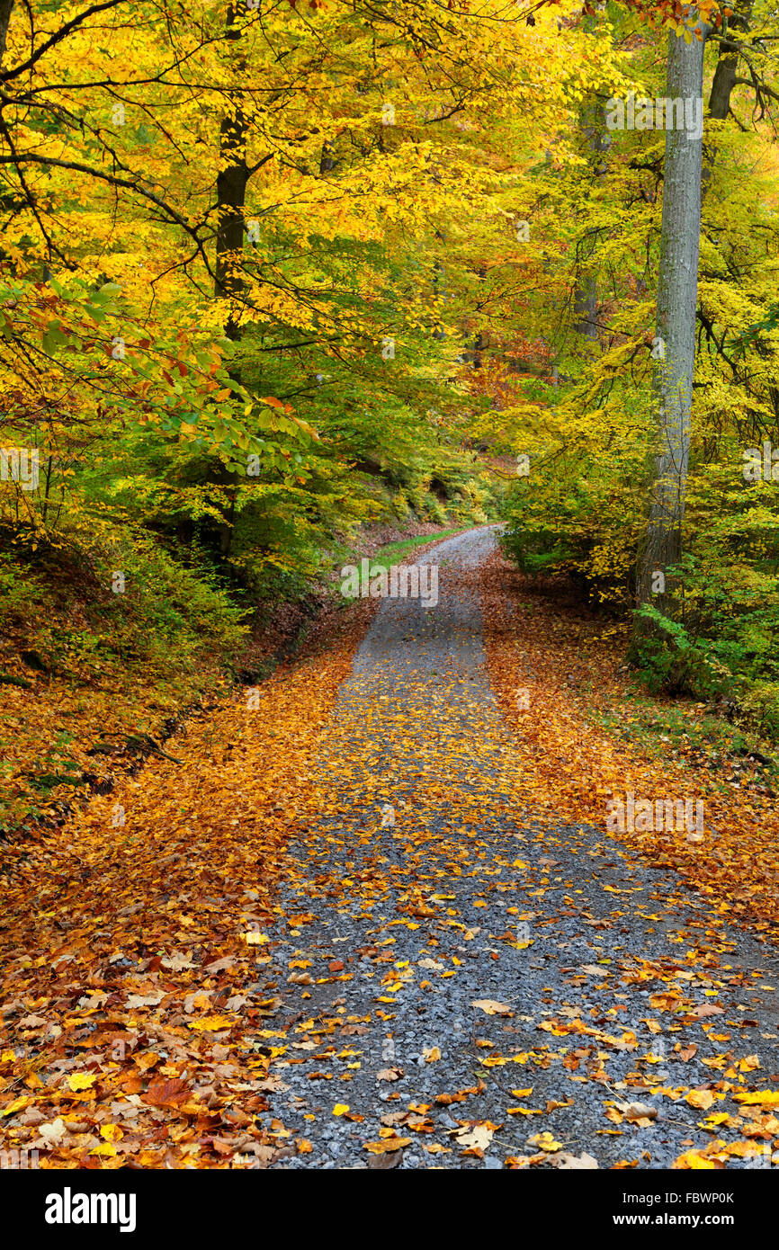 Green hell forest hi-res stock photography and images - Alamy
