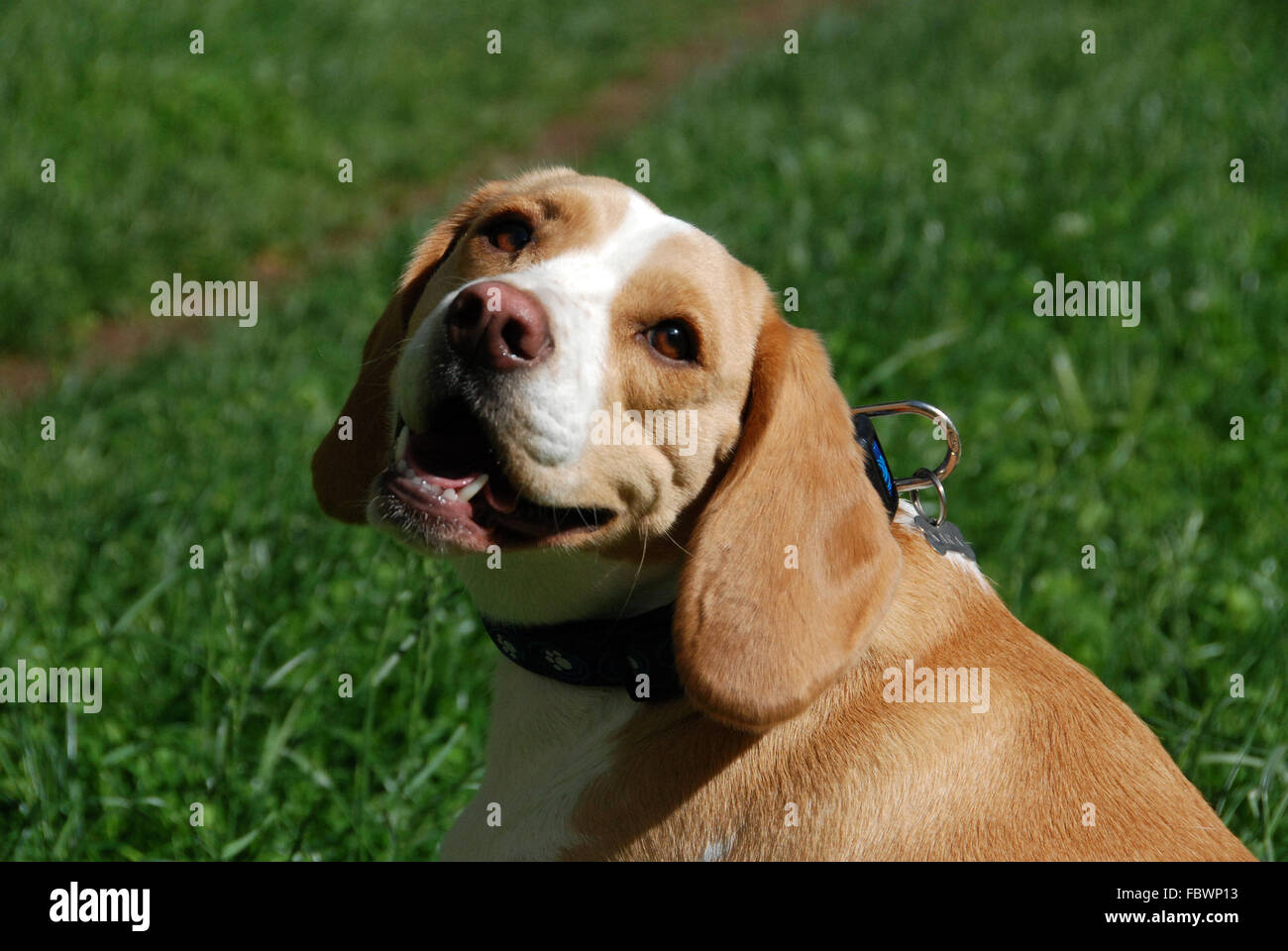 Adult laughing pet hi-res stock photography and images - Alamy