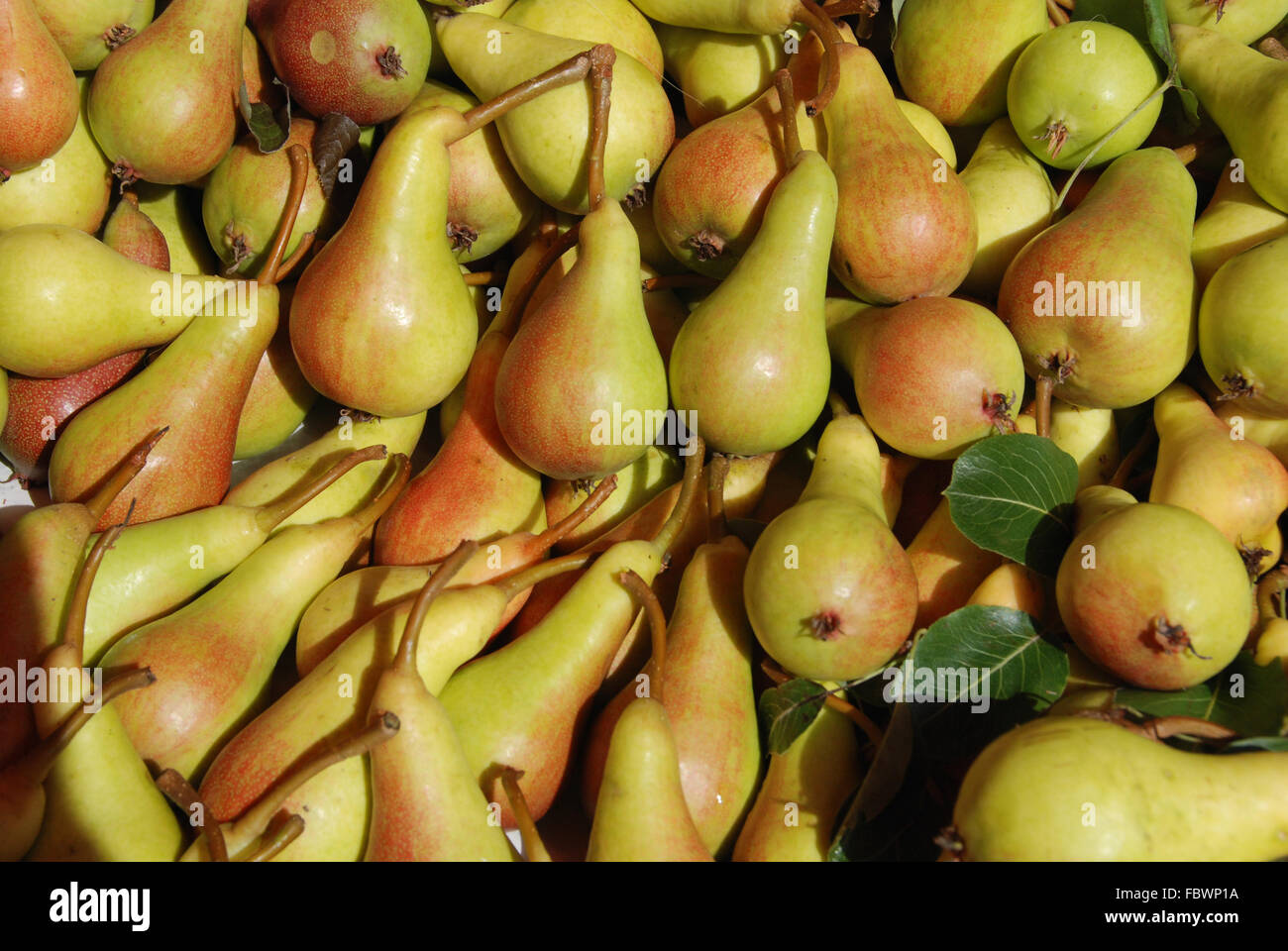 June Beauty pears Stock Photo - Alamy