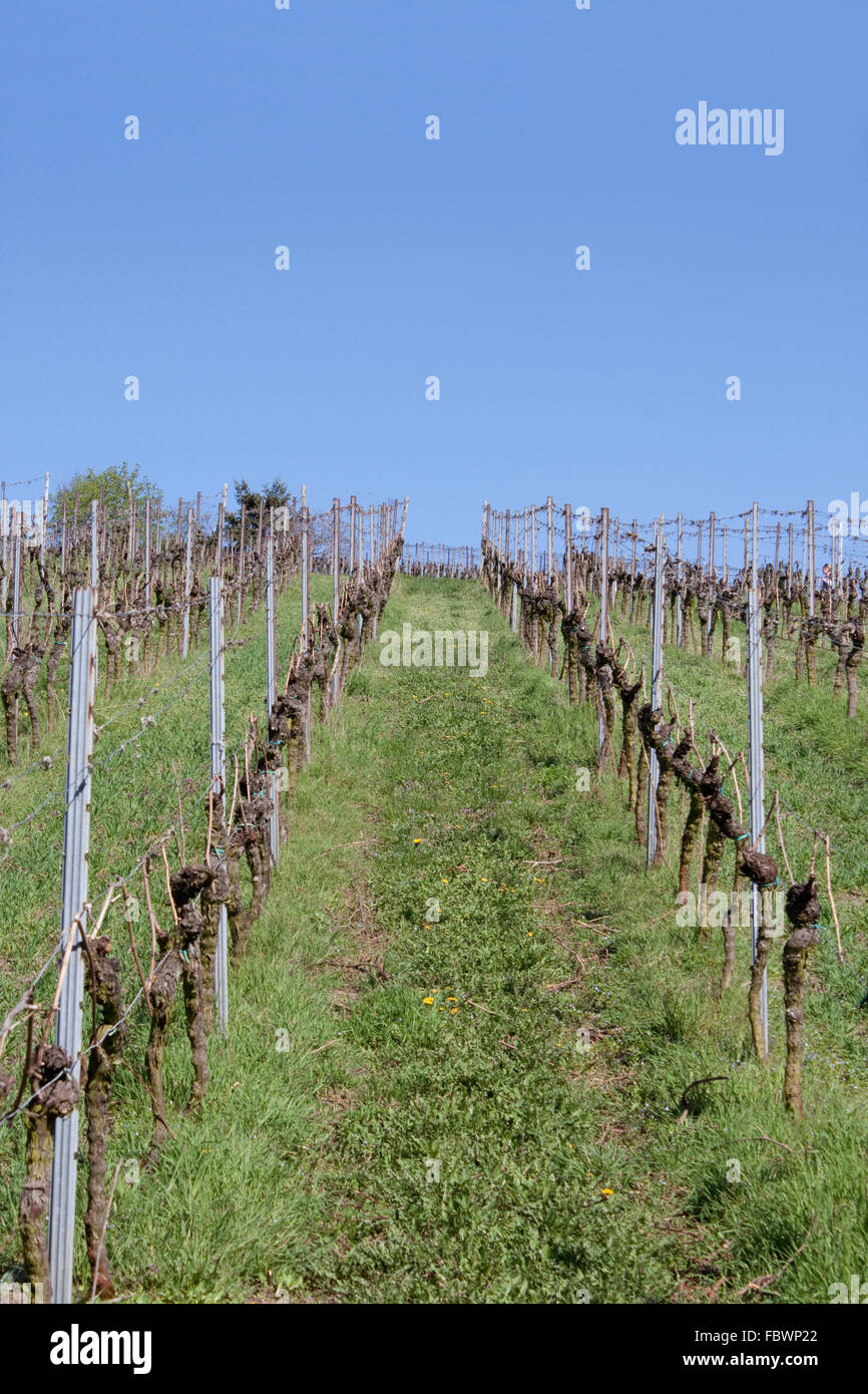 Vineyard in spring hi-res stock photography and images - Alamy
