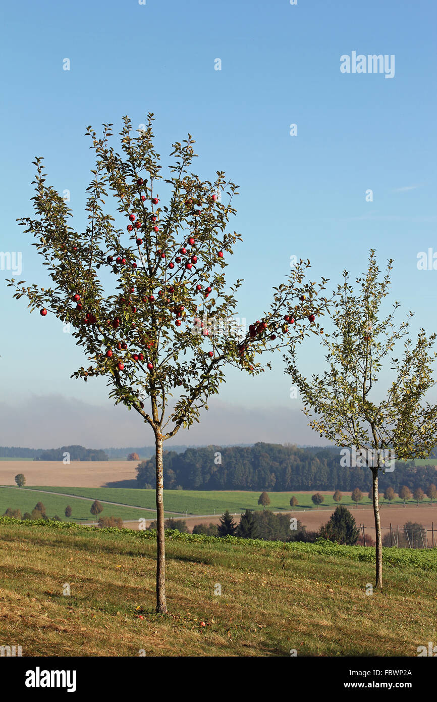 Two apple trees Stock Photo - Alamy