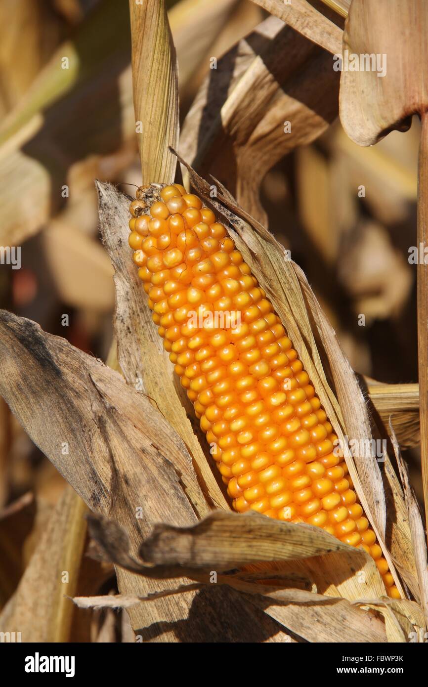 Cob fruit hi-res stock photography and images - Alamy