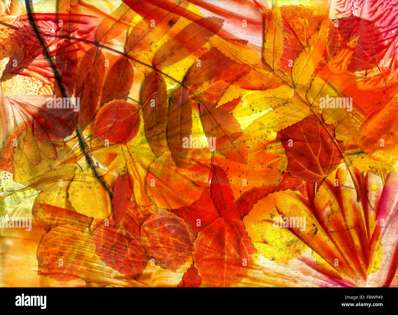 watercolor autumn leaves Stock Photo - Alamy