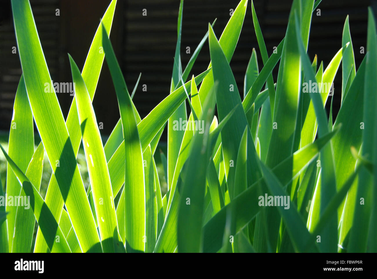 Iris leaves hi-res stock photography and images - Alamy
