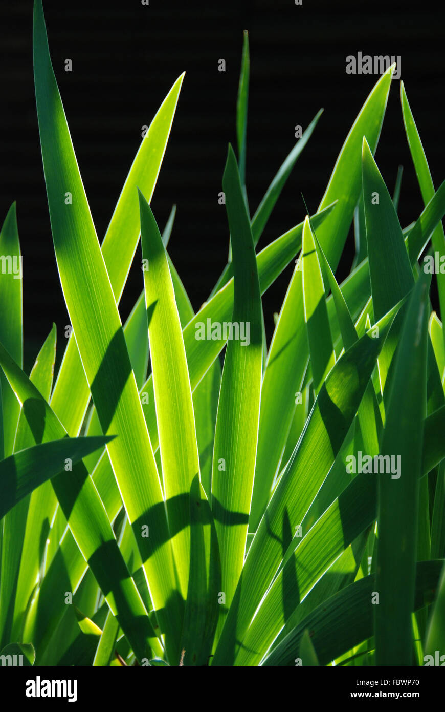 Iris leaves hi-res stock photography and images - Alamy