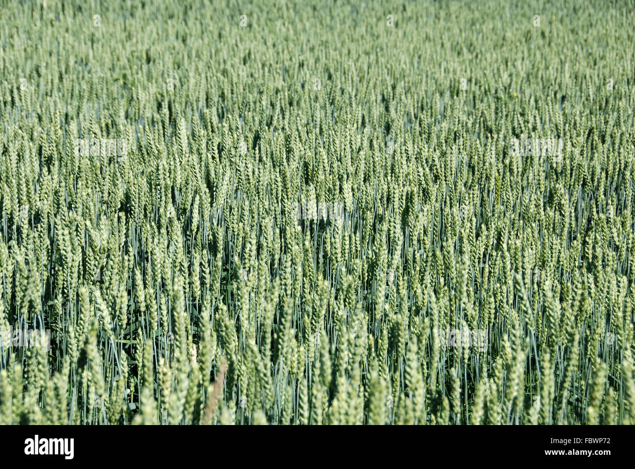 Green wheat seeds hi-res stock photography and images - Alamy