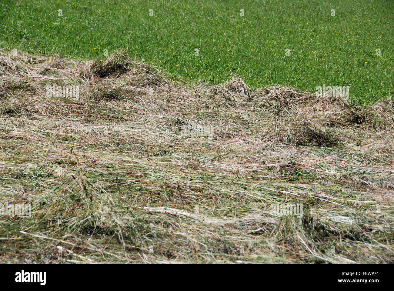 Drying hay on the field Stock Photo - Alamy